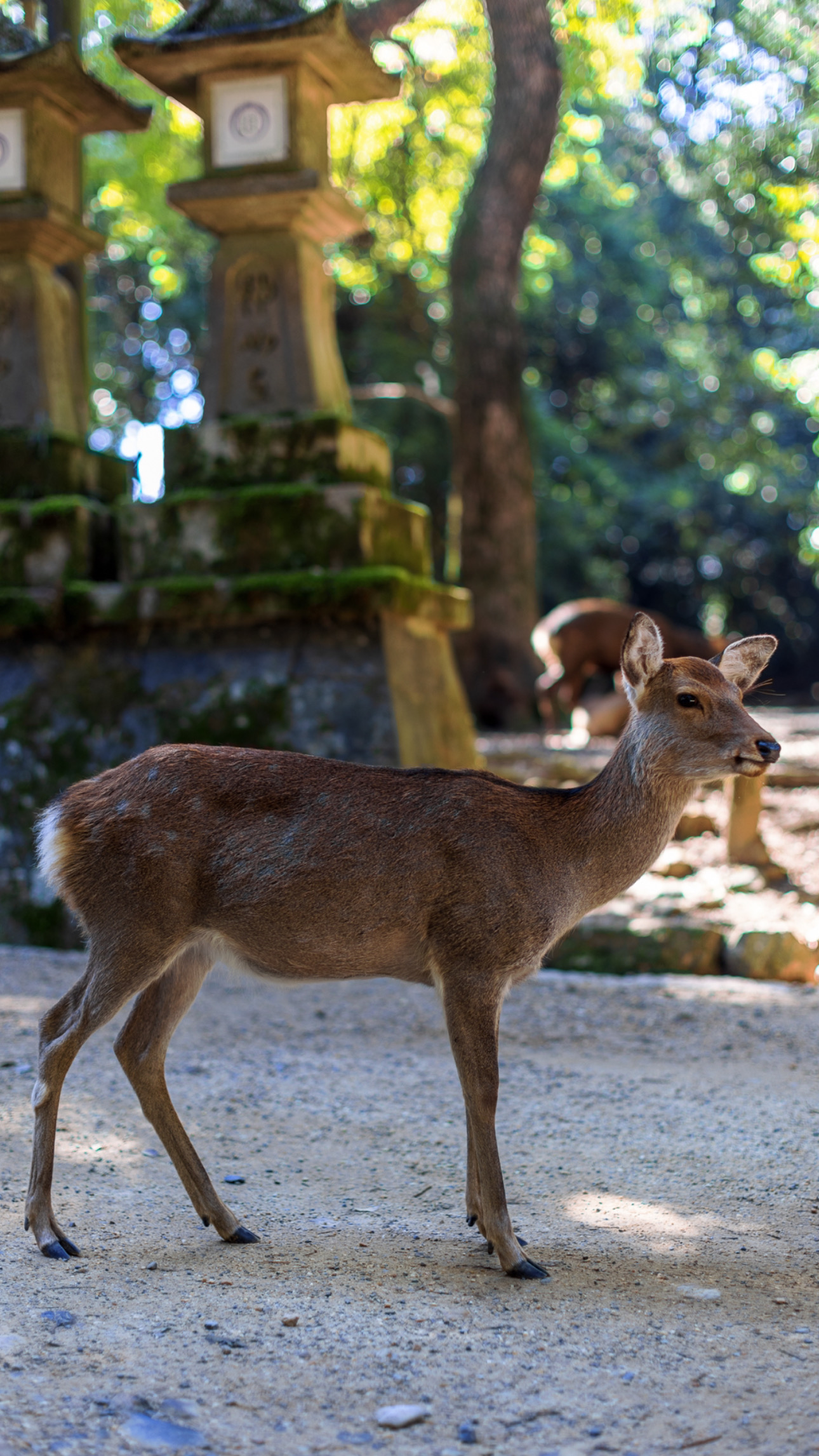 Exploring the Timeless Beauty of Nara: A Day Trip to Japan's Cultural ...